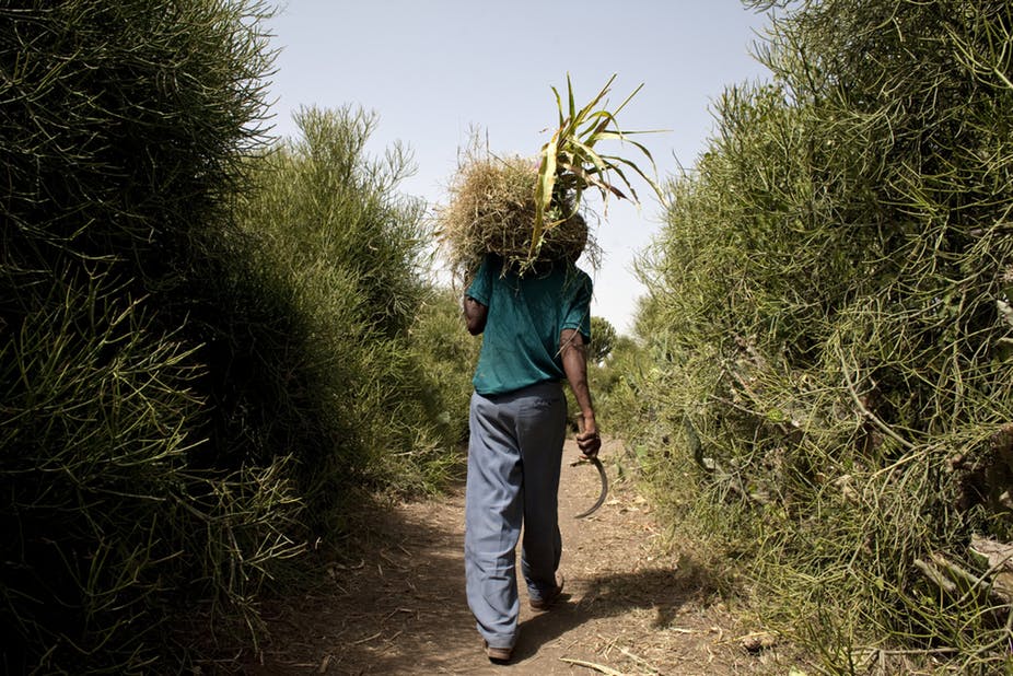 African farming – The Sierra Leone Telegraph